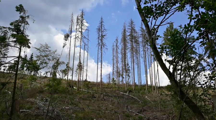 The Causes of Deforestation: A Global Environmental Crisis | Berg ...